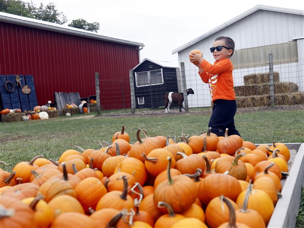 PHOTO GALLERY: Fun at Fleitz Pumpkin Farm | The Blade