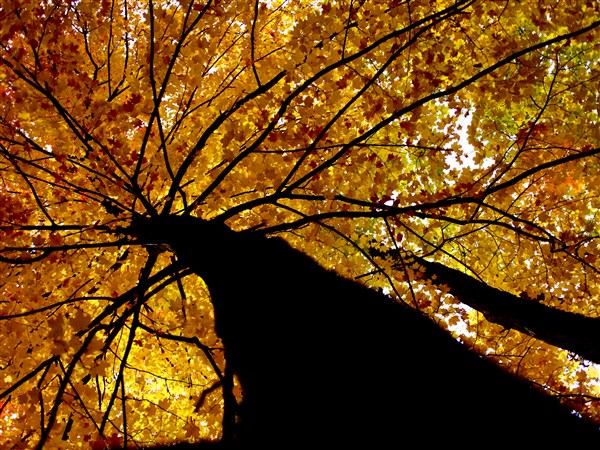 Mary Alice Powell: Wrap up in the cozy feeling of fall | The Blade