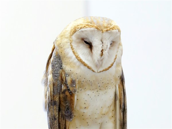 Going eye-to-eye with an Ohio raptor | The Blade