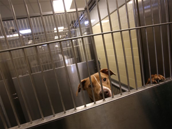 Lucas County Dogs for Adoption: 12/14 | The Blade