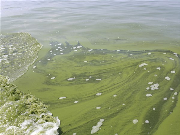 Speaker: Lingering algal blooms hurt businesses worse than short-lived ...
