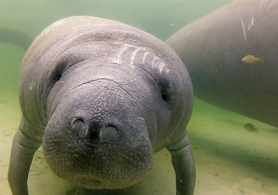 Fat Baby Manatee