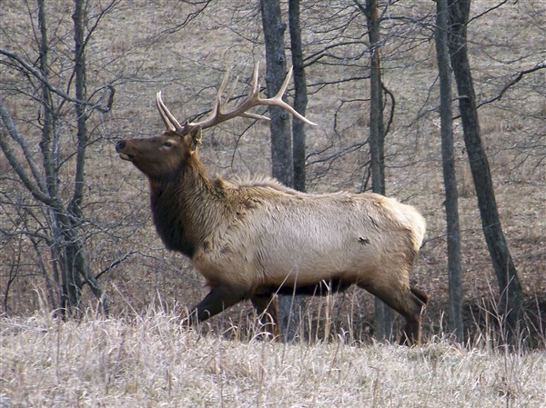 Elk comeback benefits wide range of wildlife | The Blade