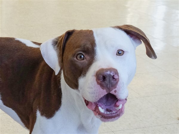 Lucas County Dogs for Adoption: 2/21 | The Blade