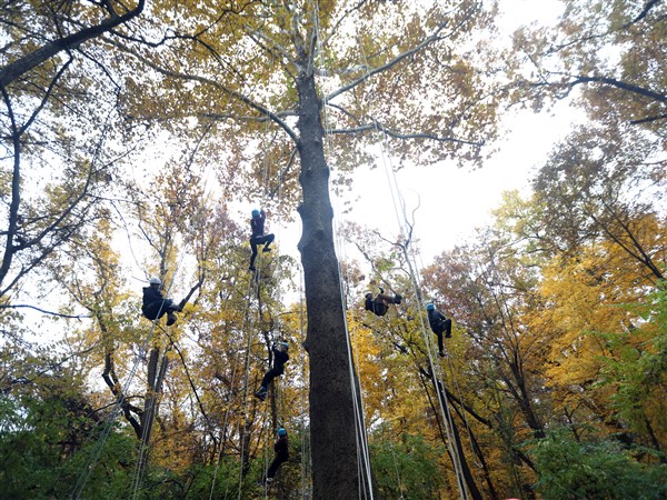 Toledo maintains Tree City USA status | The Blade