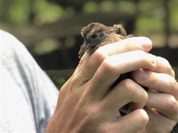 From rescue to surprise chick: Toledo Zoo aids endangered Santa Cruz ...