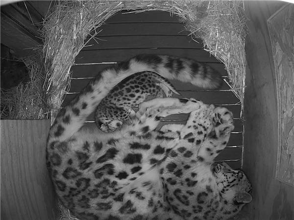 Toledo Zoo announces May birth of snow leopard cub | The Blade