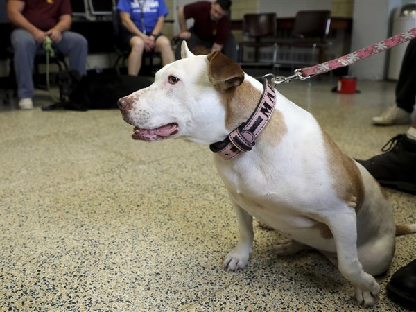 Lucas County Dogs for Adoption: 6/11 | The Blade