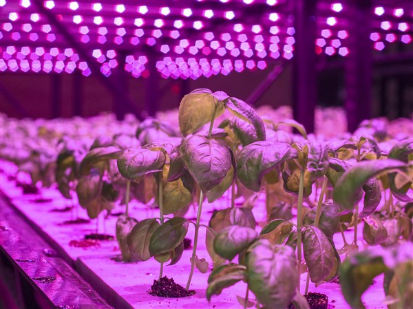 A look inside Balance Farms, downtown Toledo's aquaponics operation ...
