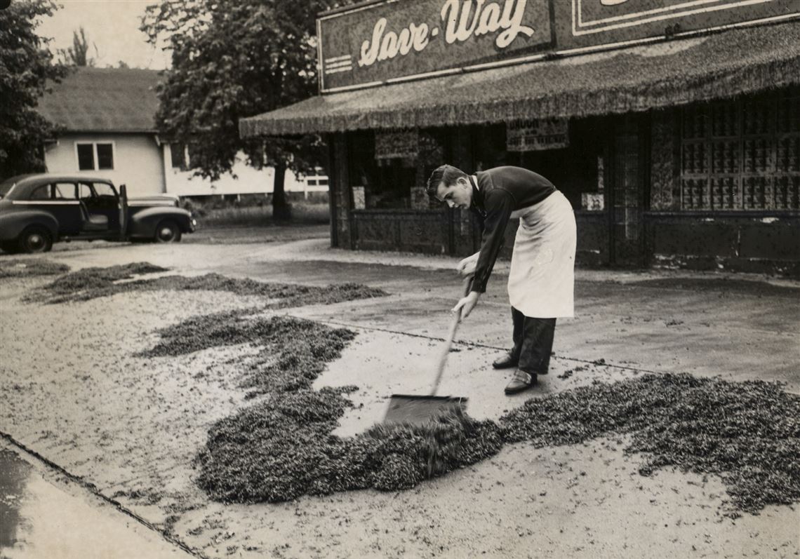 Canadian Soldiers Bug