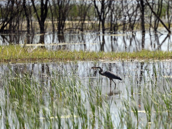 Birds are loving the new Howard Marsh Metropark | The Blade
