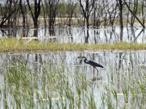 Phase Two of Howard Marsh Metropark set to begin in April, 2021 | The Blade
