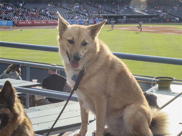 Lucas County Dogs for Adoption: 8/6 | The Blade