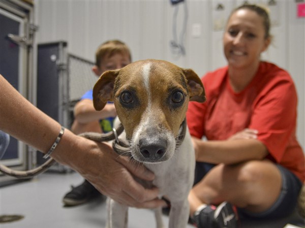 Lucas County Dogs for Adoption: 8/21 | The Blade