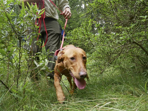 Invasive plants meet their match in detection dogs | The Blade
