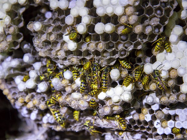 Outdoors: Pests’ nests best used to save lives | The Blade