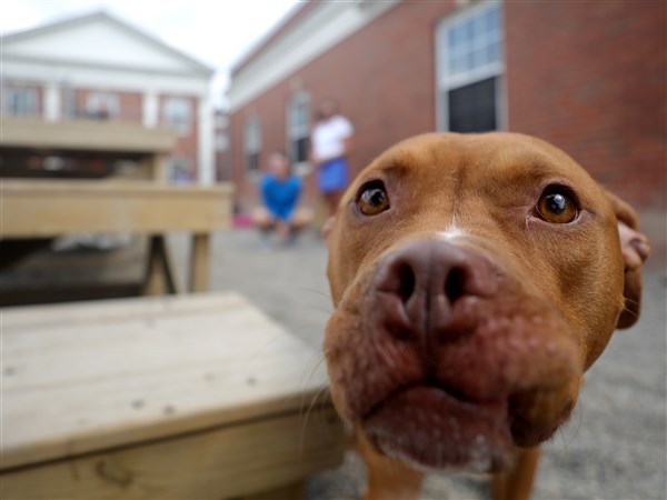 Lucas County Dogs for Adoption: 10/9 | The Blade