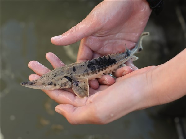 Baby lake sturgeon released into the Maumee River doing quite well ...