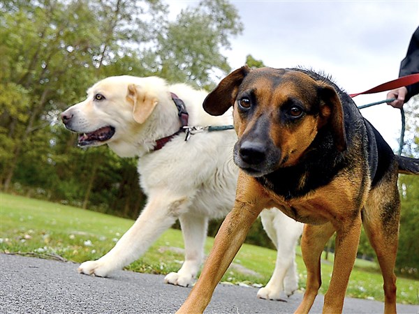 Lucas County Dogs for Adoption: 10/19 | The Blade