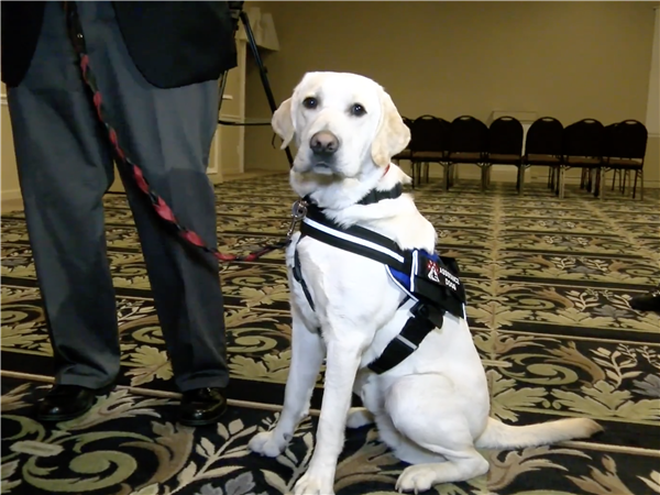 Assistance dogs graduate, bringing new hope to those with disabilities ...