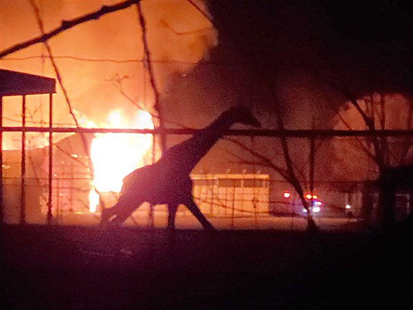 Cause of Wildlife park fire that claimed lives of 10 animals ruled ...