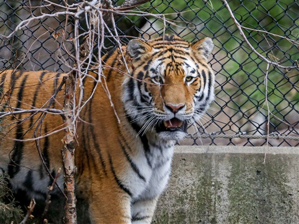 Toledo Zoo plays matchmaker with new male tiger | The Blade