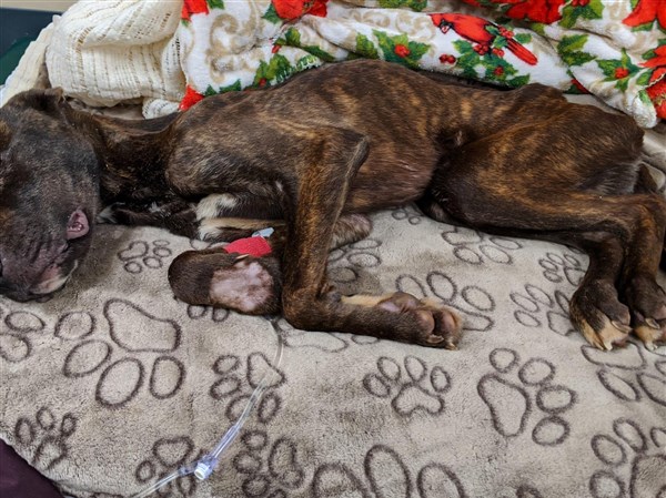 Emaciated dog sparks confrontation between Lucas County Pit Crew ...