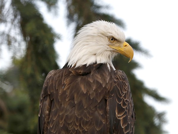 Toledo Magazine: Bald eagles make a big comeback | The Blade