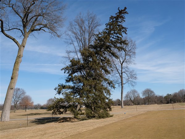 Briggs: Saying goodbye to the legendary Hinkle Tree at Inverness | The ...