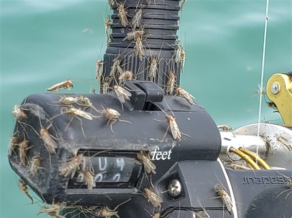 Outdoors: Anglers need to hatch a new plan when insects emerge | The Blade