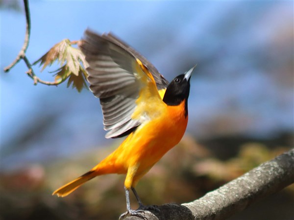 Toledo Magazine: Focus on birds | The Blade