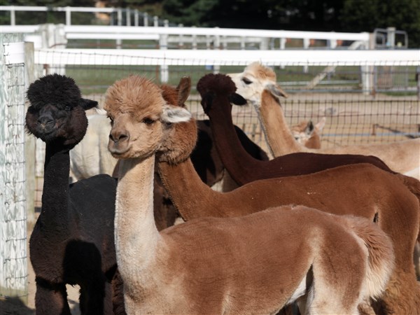 Photo gallery: 'Outdoor Yoga with Goats & Alpacas' at Sunny Meade ...