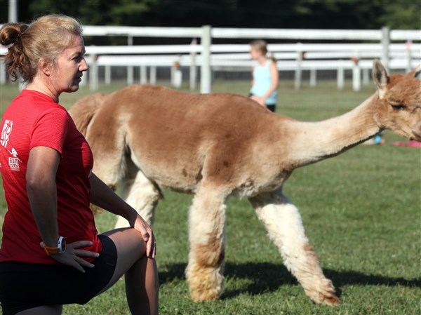 The 'instinctive joy' of alpaca yoga | The Blade