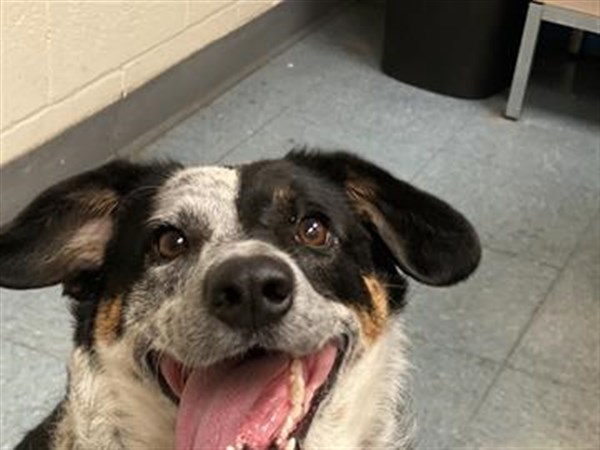 Lucas County Dogs for Adoption: 8/2 | The Blade