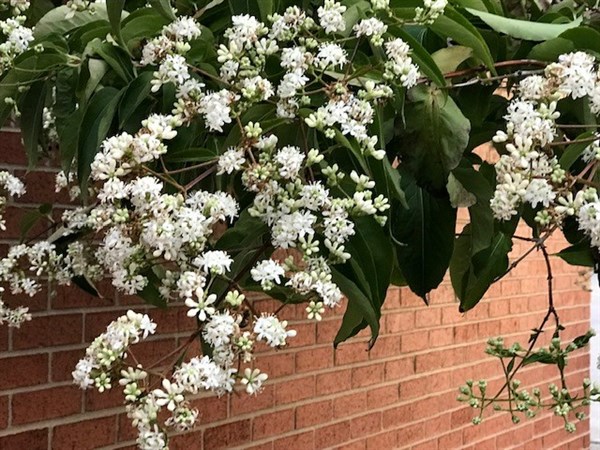 Stone: Fall means maturing gardens | The Blade