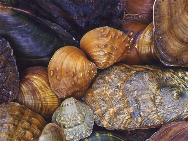 Flexing Ohio's mussels: The Buckeye State is home to many unique ...