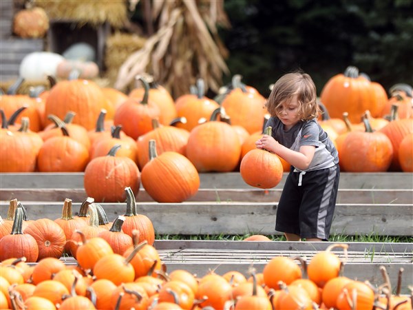 Photo Gallery: Fleitz Pumpkin Farm open for fall | The Blade