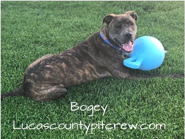 Judge levies maximum sentence for former owner of starved dog Bogey ...