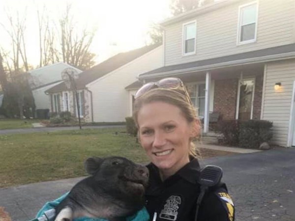 Popular pig captured by police now up for adoption | The Blade