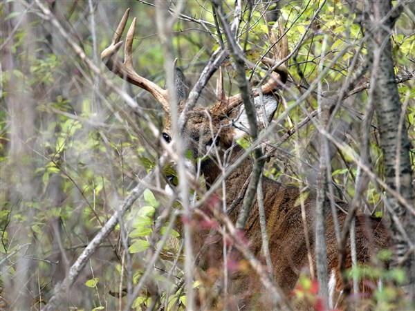 Blade Hunting Report: Ohio deer season count continues to rise | The Blade