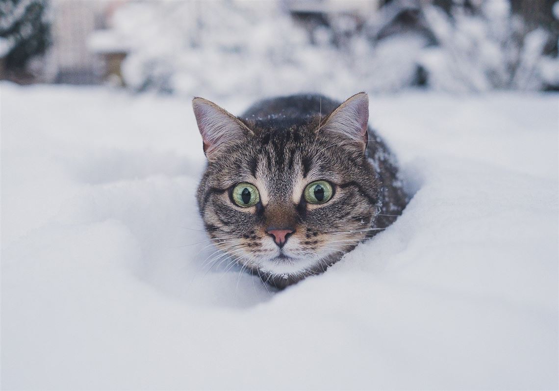Cold Cat In Snow