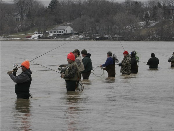 Toledo Magazine: Maumee plays host to nature's unique spring phenomenon ...