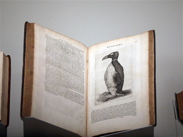 Birds in art take flight in Rare and Wondrous at TMA | The Blade