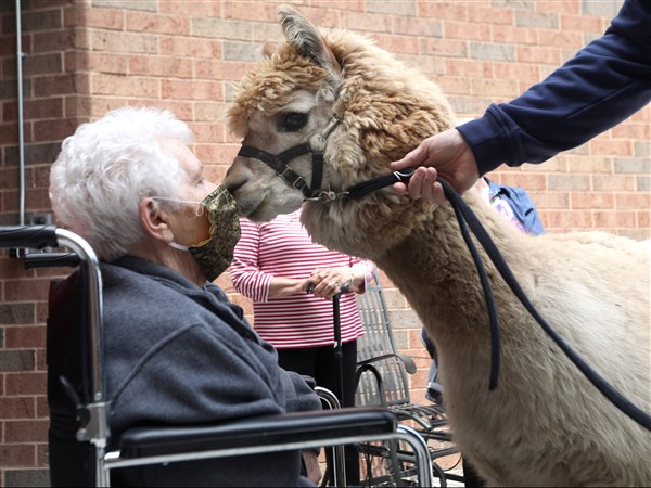 Alpaca visits bring cheer to senior community | The Blade