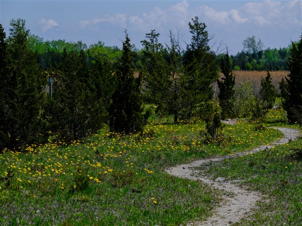 Toledo Magazine: Rare Lakeside daisy thrives in limestone of Marblehead ...
