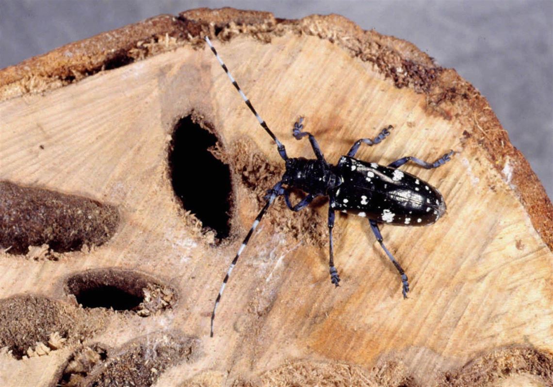Asian Longhorn Beetle Damage