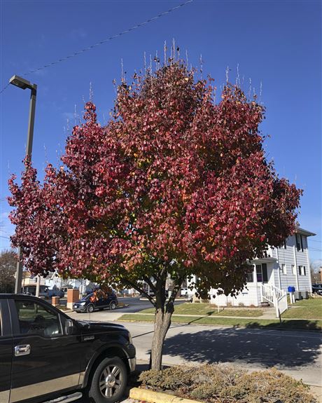 Ornamental Pear Tree Fall