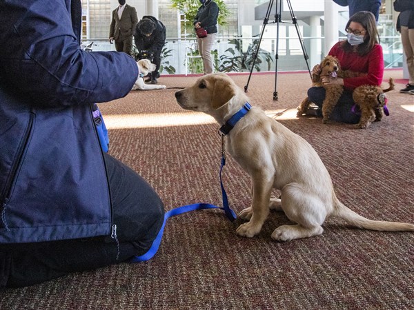 Ability Center puppies bring in volunteers for service program | The Blade