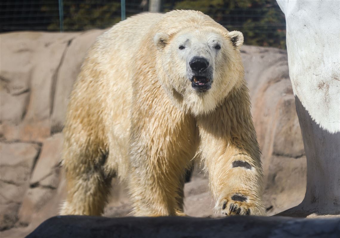 Toledo Zoo Animals Toledo Zoo – Cuteness Overload!