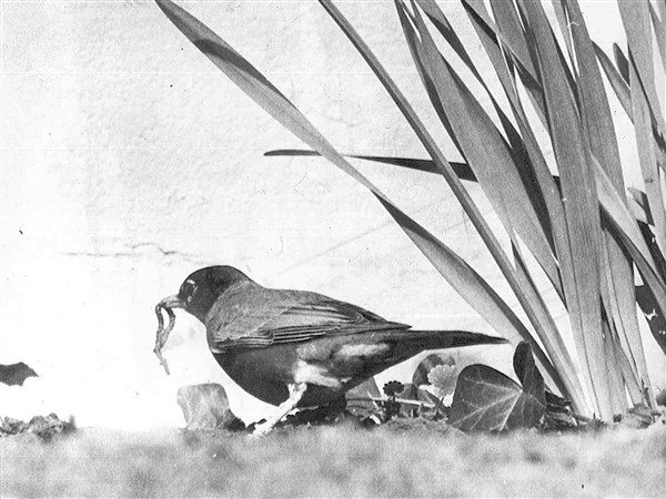 Monday Memories: Early bird? Which is the real harbinger of Spring ...